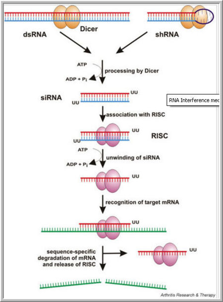 科学网—[转载]scanRNAs - 孙岳的博文