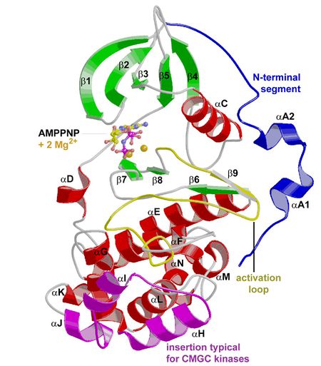 More details on GSK-3 - DolceraWiki